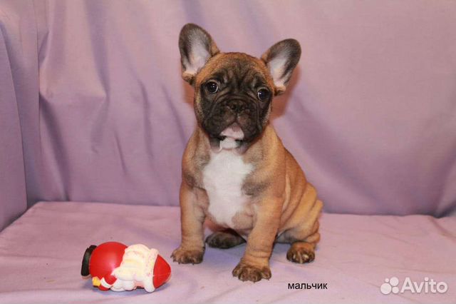 Французский бульдог щенки