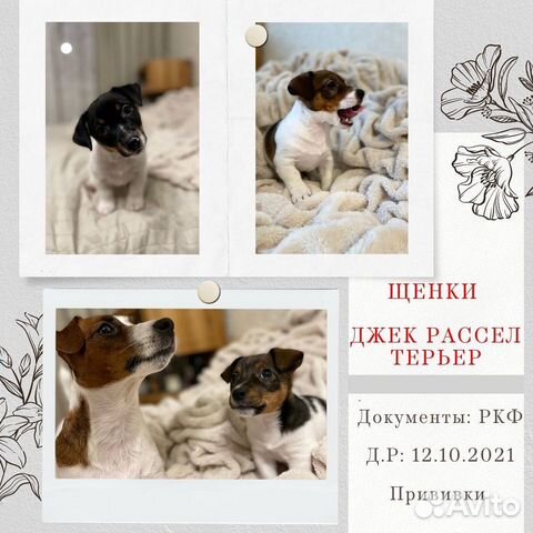 Щенки