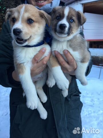 Собака, щенки из приюта