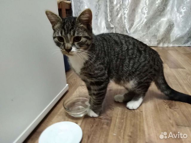 Котёнок, отдам в добрые руки