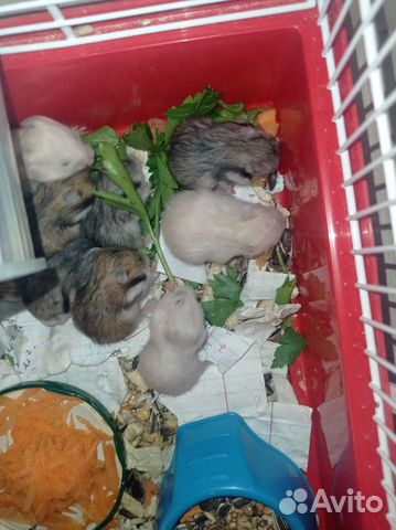 Сирийские хомячки