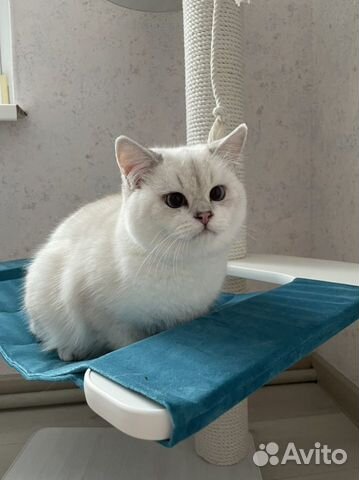 Британская серебристая шиншилла