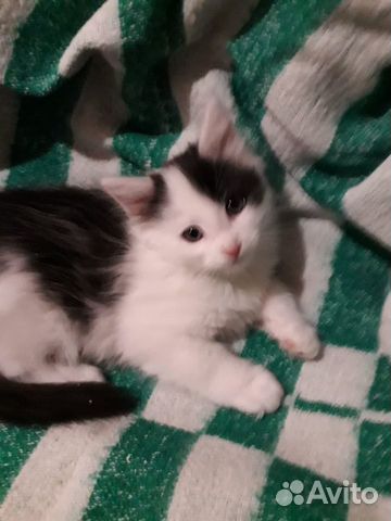 Котёнок мальчик 2 мес