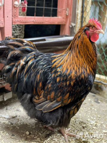 Петух орпингтон, брама, падуан, инкуб. яйцо