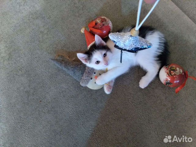 Котята бесплатно