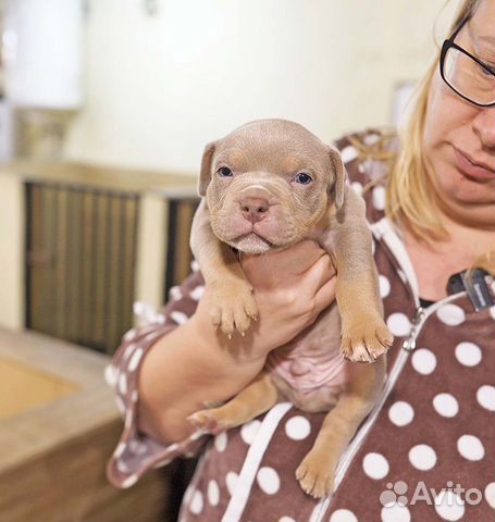 Американский Булли мальчик лиловый триколор