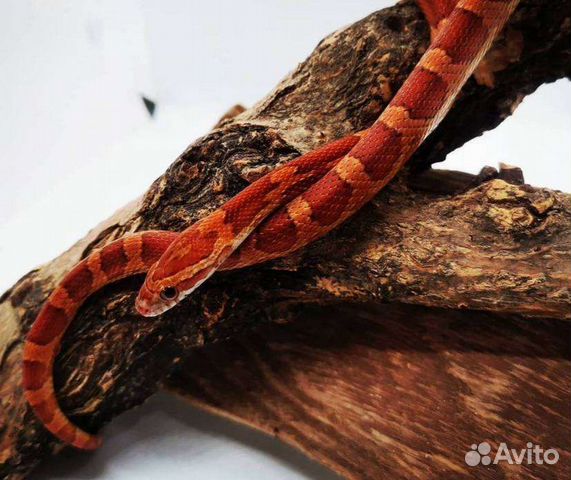 Маисовый полоз