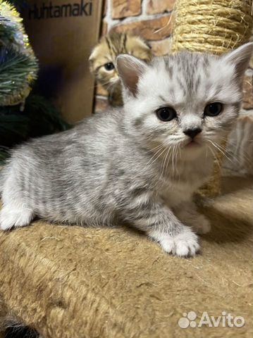 Шотландские котята