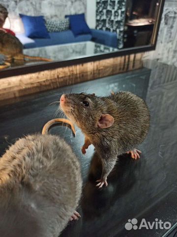 Крысы 2 мальчика