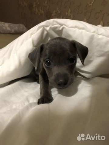 Той-терьер мини щенок