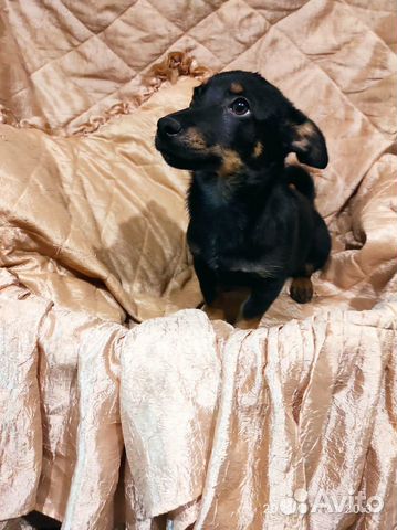 Ищет дом щенок мелкой Собачки Маврик