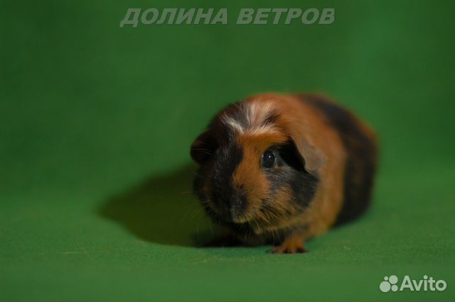 Морская свинка мальчик крестед американский