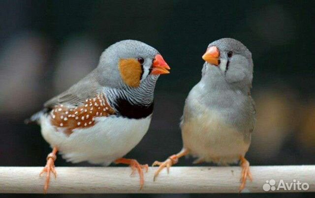 Зебровые амадины