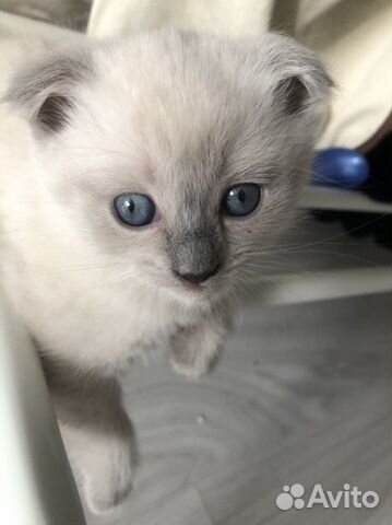 Котенок фолд полувислоухий
