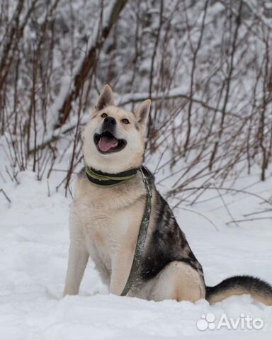 Весёлый и игривый Сахарок ждёт семью в Лесном прию