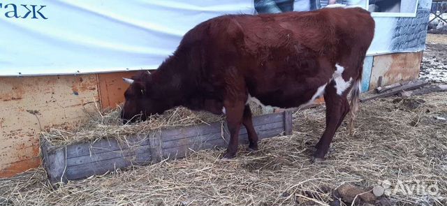 Тёлка стельная