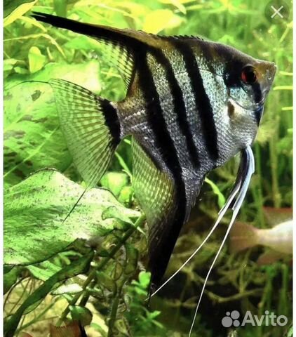 Рыбки в аквариум