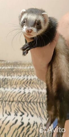 Хорек с клеткой