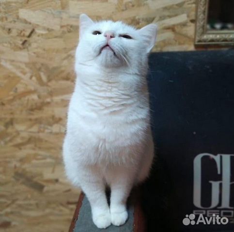 Беляшик ищет дом