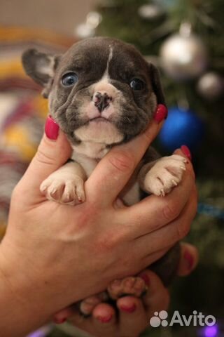 Малыши франзузского бульдога. Документы