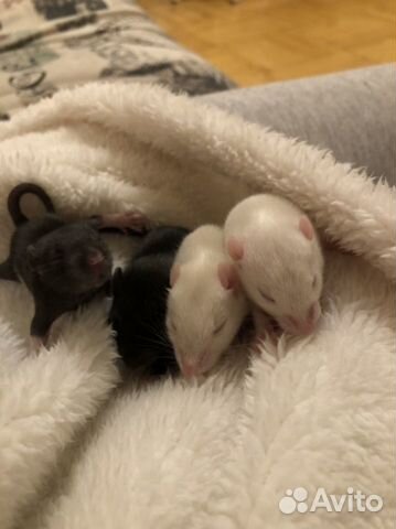 Белая крыса/ черная крыса