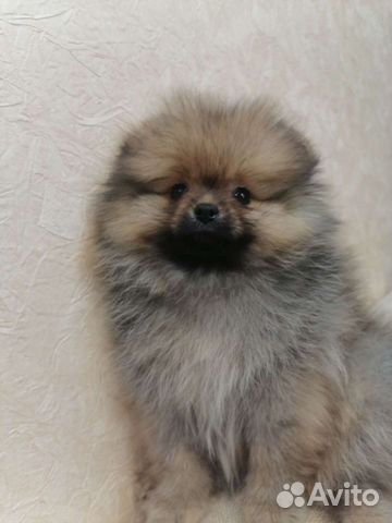 Померанский шпиц