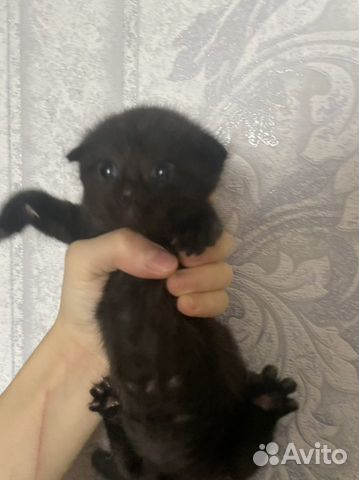 Котенок