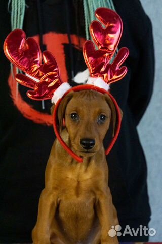 Немецкий пинчер рыжики