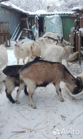 Зааненские и альпийские козы