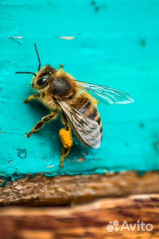 Продам пчелоприцеп и 10 10рамочных ульев