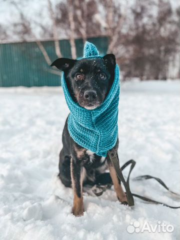Собака умирает от холода Надо спасать