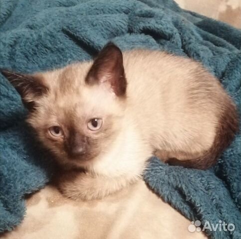 Котята мальчики в добрые руки