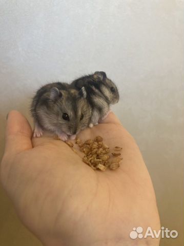 Джунгарский хомяк с клеткой