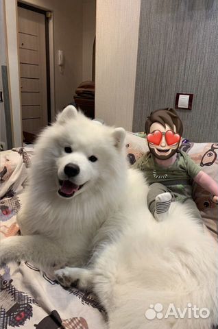Вязка самоед