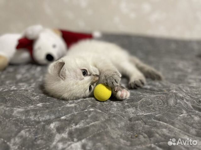 Шотландский вислоухий котенок