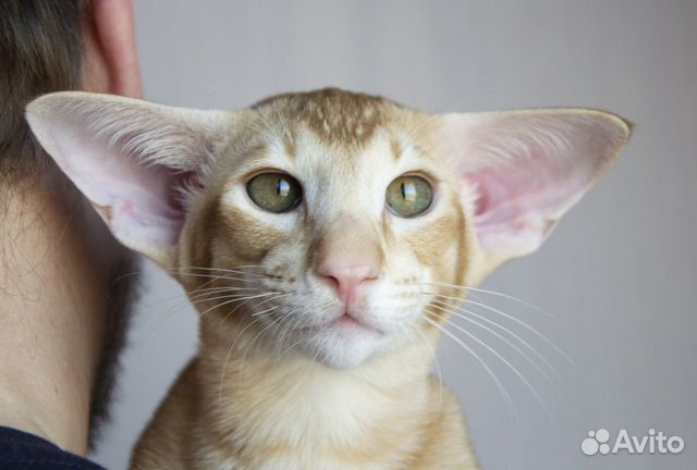 Ориентальные котята