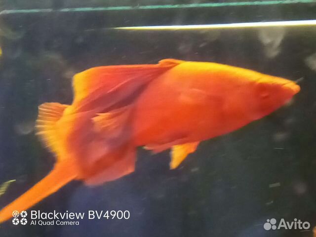 Меченосец броколли