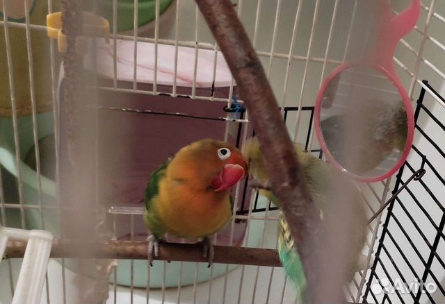 Волнистый попугай самец и самка неразлучника