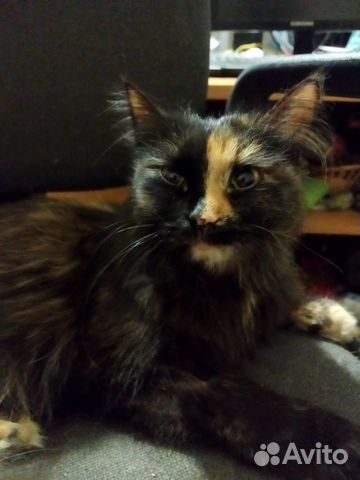 Кошка молодая бесплатно