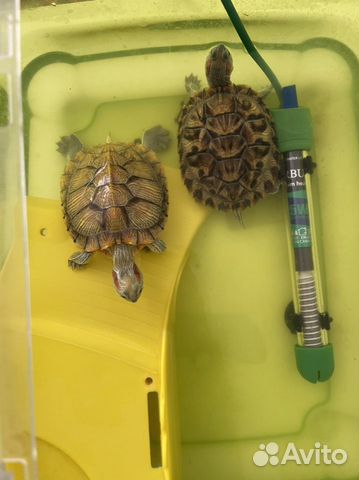 Черепахи