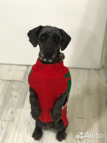 Не большая собака в добрые руки