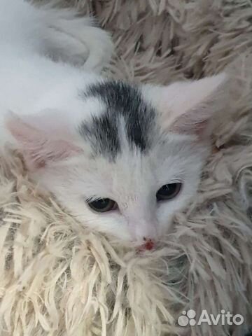 Котенок девочка 2 с половиной месяца
