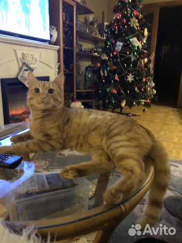 Котята в добрые руки приучены к лотку, котик кастр