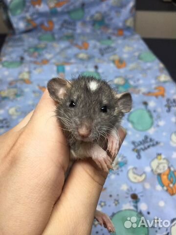 Крысята из питомника