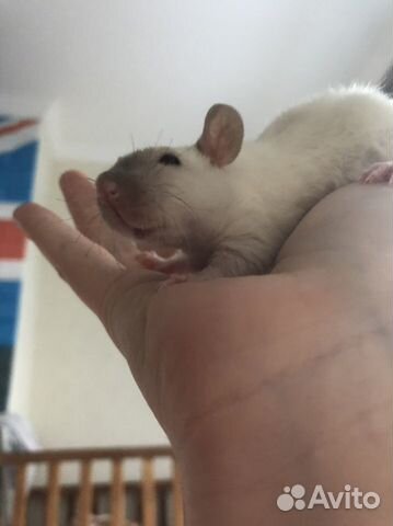 Крысы Дамбо