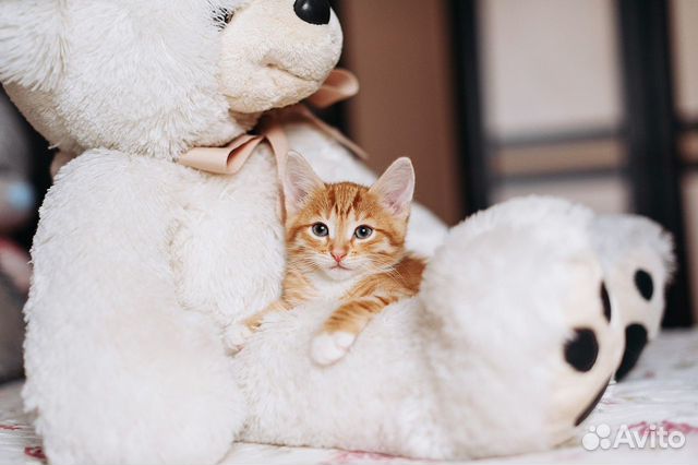 Апельсин в поисках родителей