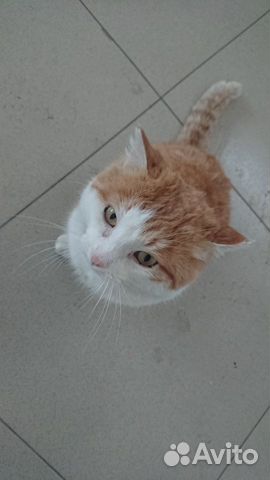 Найденыш Котик ищет дом