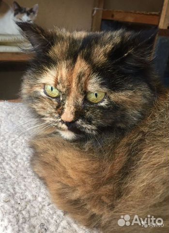 Кошка бездомыш