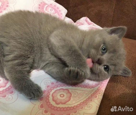 Шкодные и толстые котята