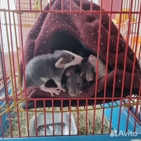 Крысы крысята бесплатно